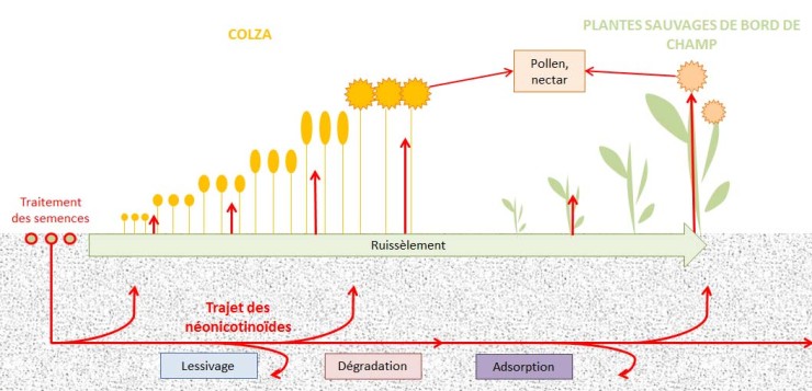 Transfert d'insecticide à des fleurs de plantes non traitées : un ...