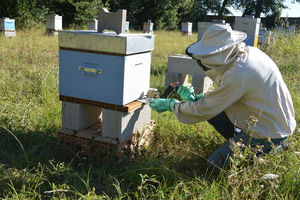 Comment lutter contre le varroa ? - ICKO Apiculture - BLOG