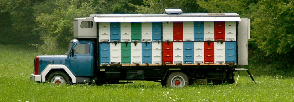 Déplacer une ruche, Zoom sur la transhumance apicole - ICKO Apiculture