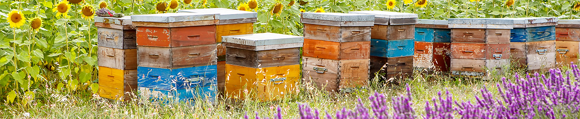 Ruches traditionnelles et ruches à cadres - ICKO Apiculture - BLOG