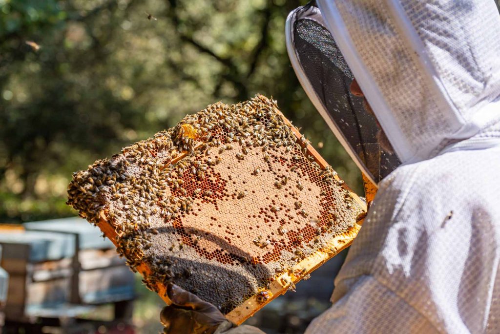 Comment choisir son essaim d'abeille pour bien démarrer en apiculture ...